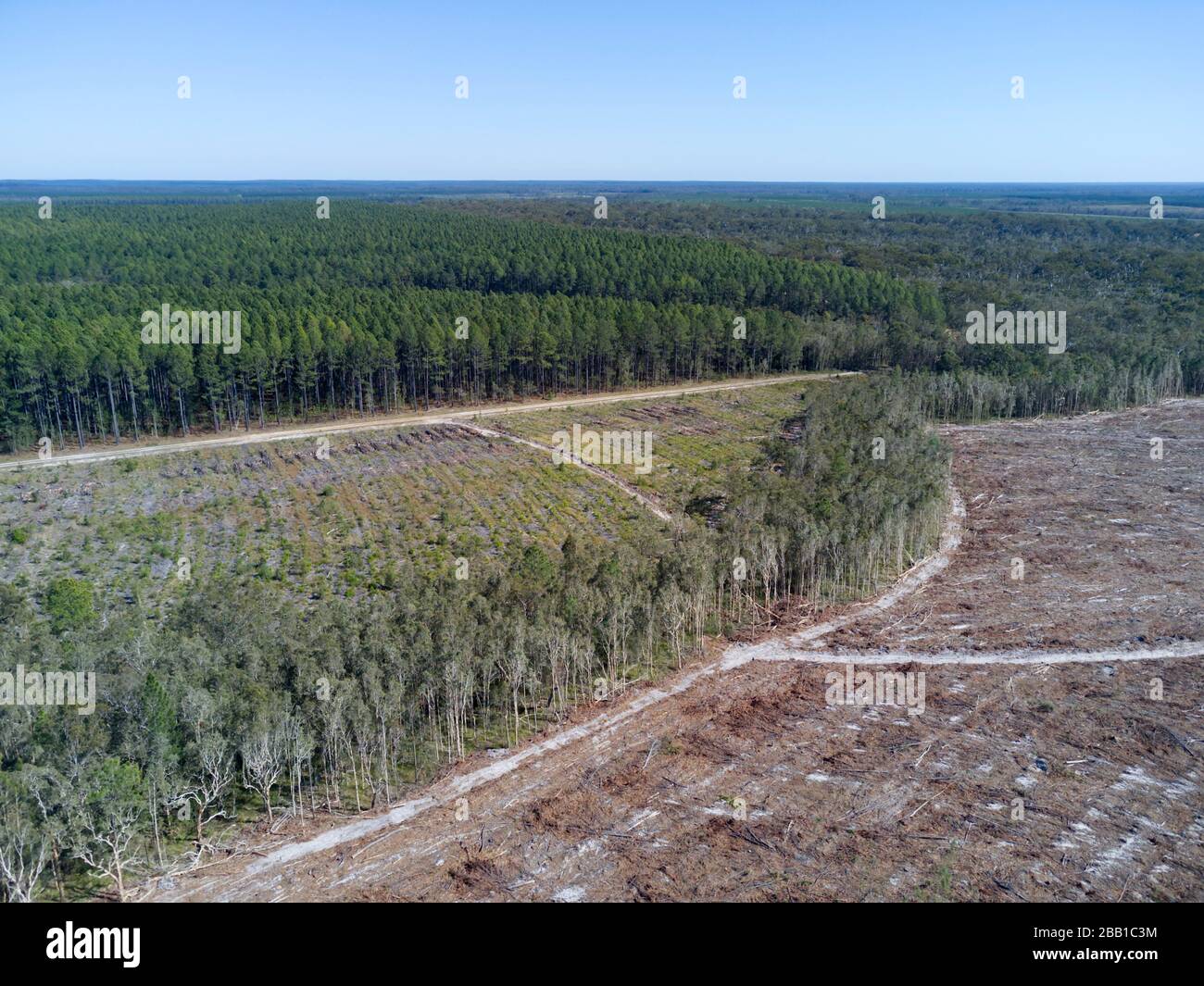 Monterey pine plantation pinus radiata hi-res stock photography and ...