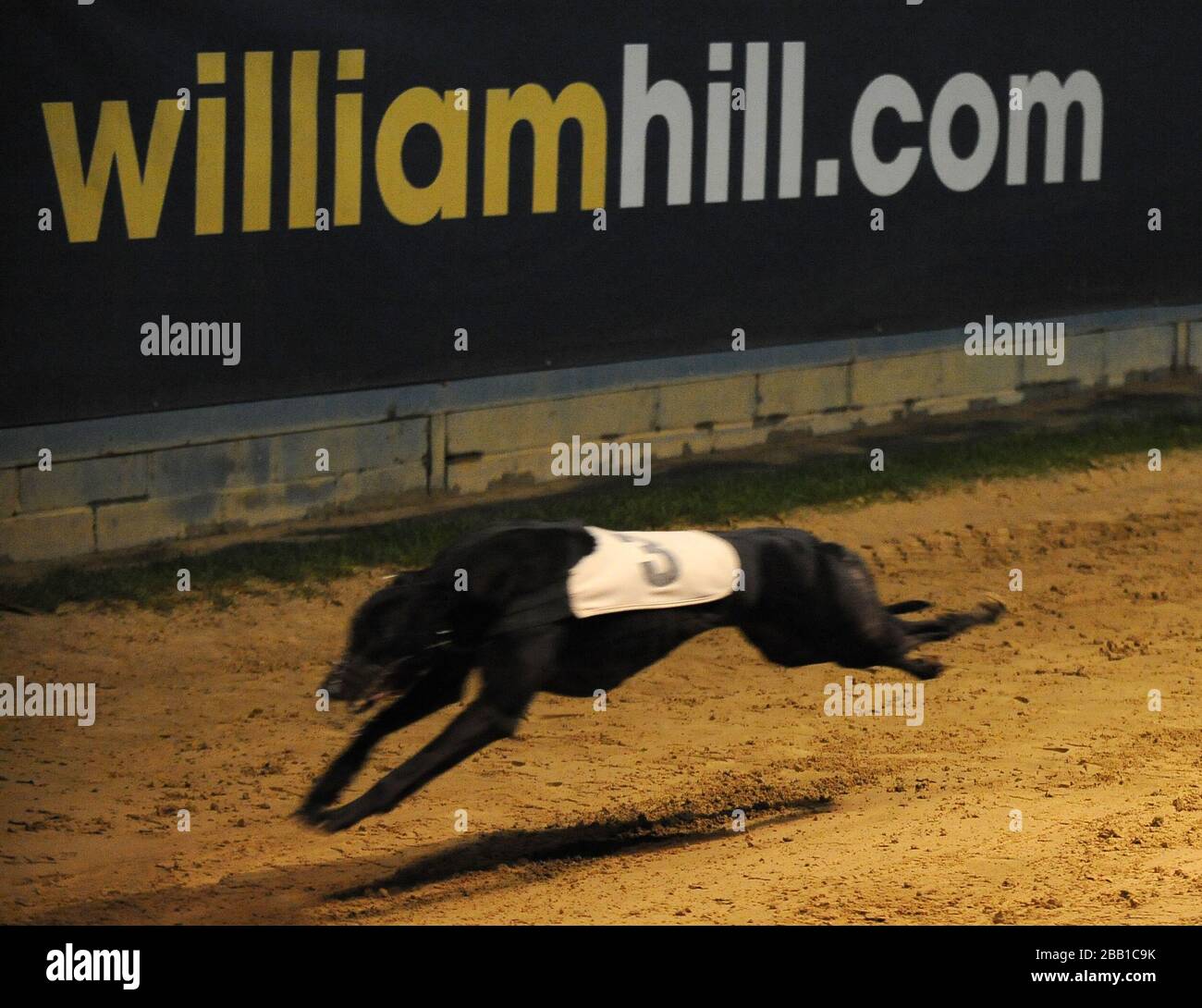 Yassoo Kitty goes onto win the William Hill Download the App 480 Ladies ...
