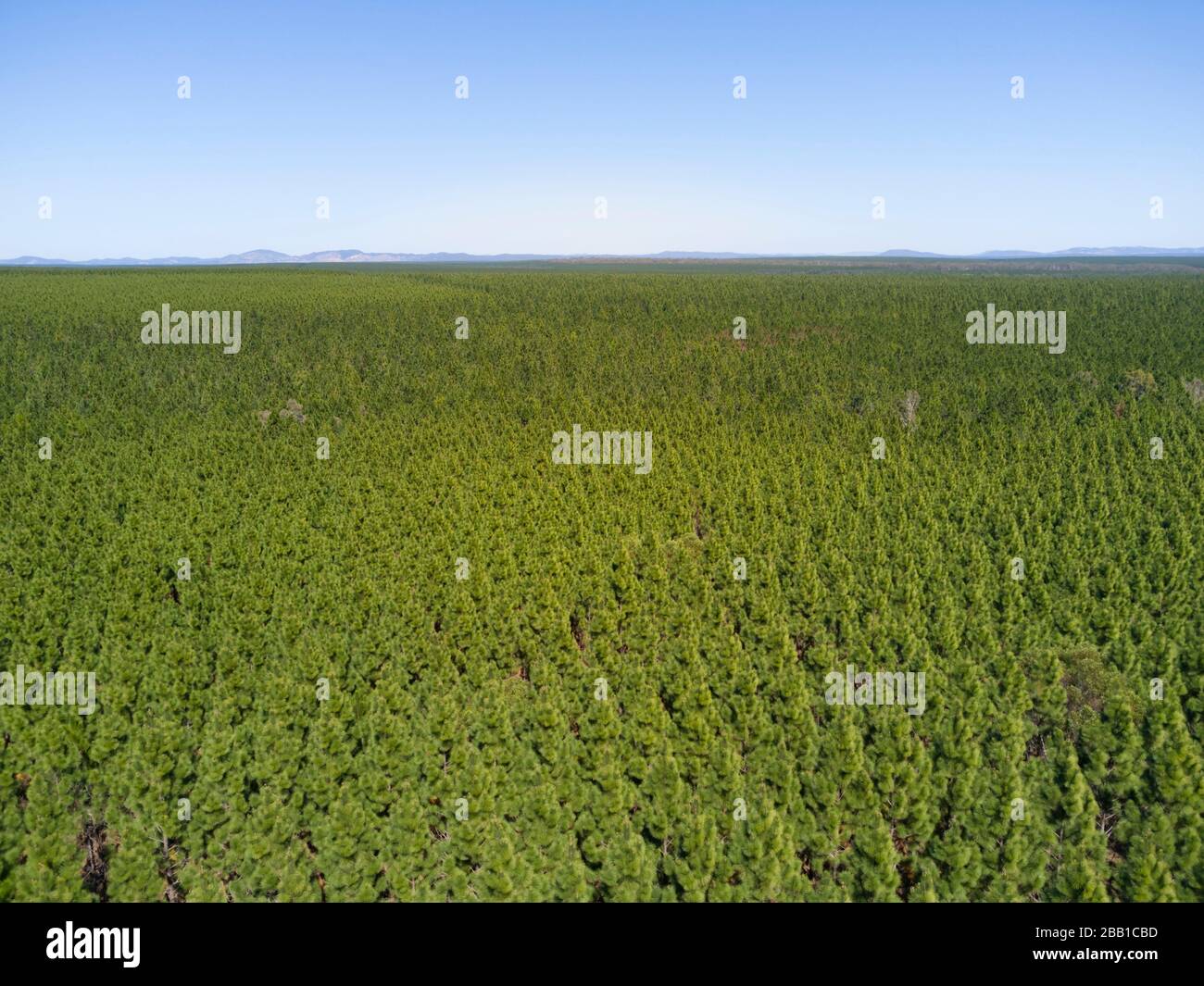 Monterey pine plantation pinus radiata hi-res stock photography and ...