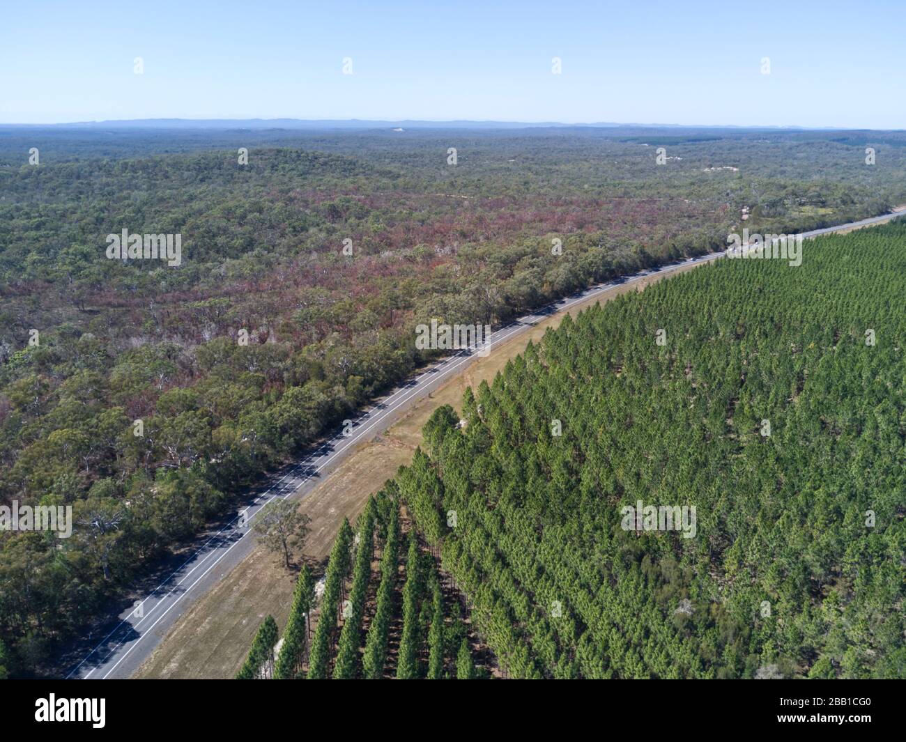 Pinus radiata hi-res stock photography and images - Alamy