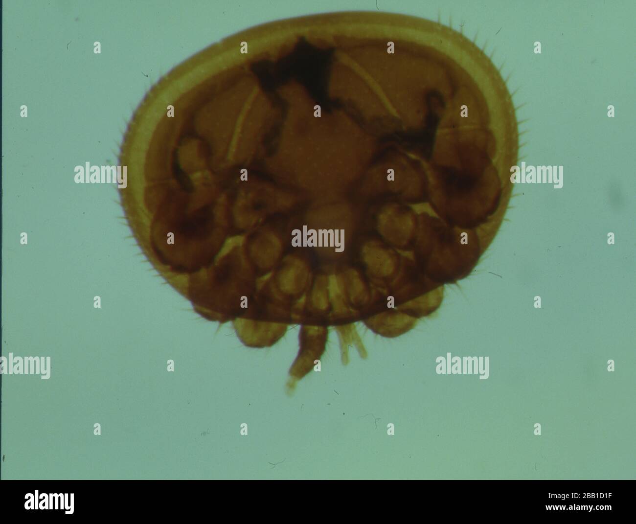 Varroa bee mite under the microscope Stock Photo - Alamy