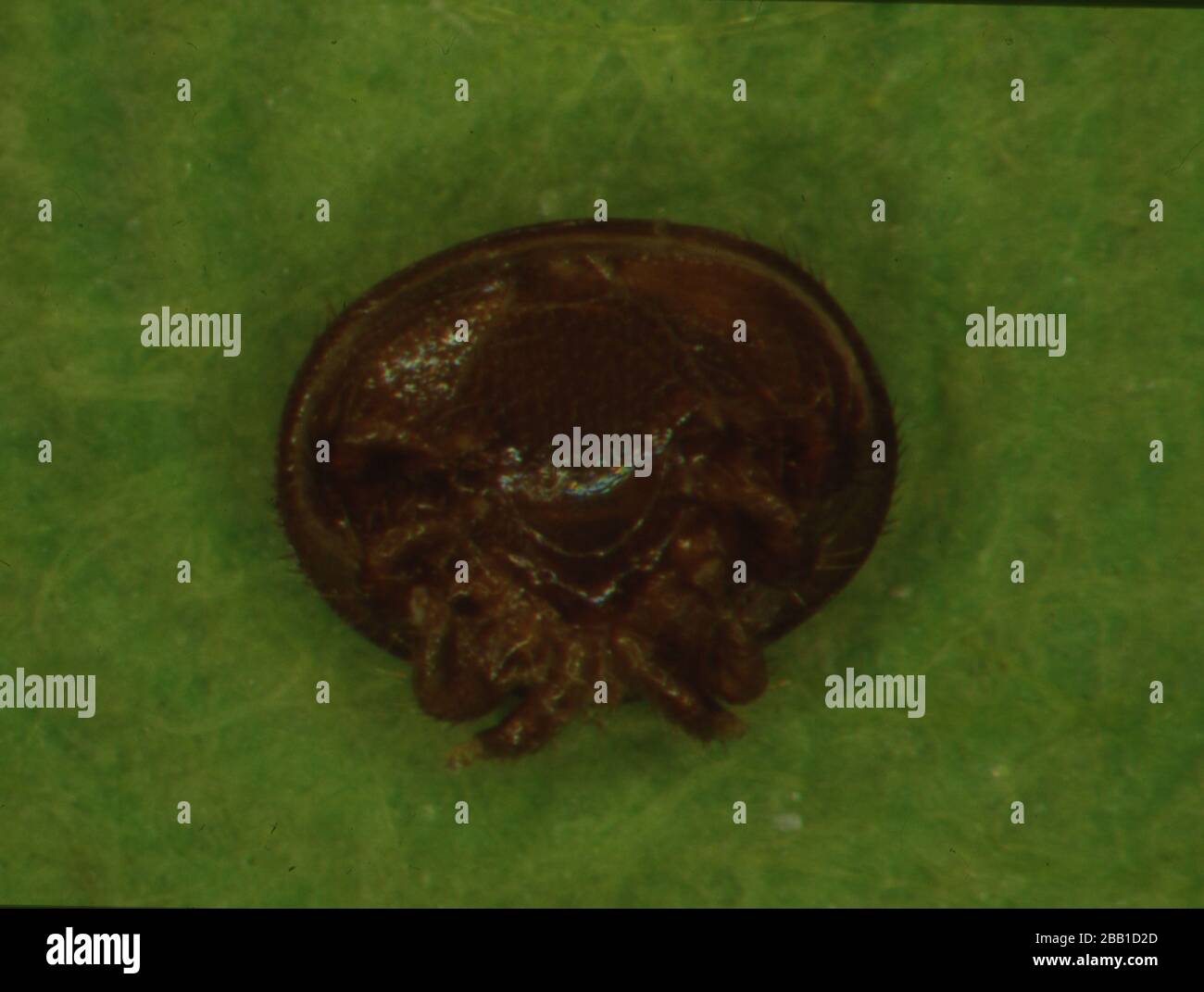 Varroa bee mite under the microscope Stock Photo - Alamy
