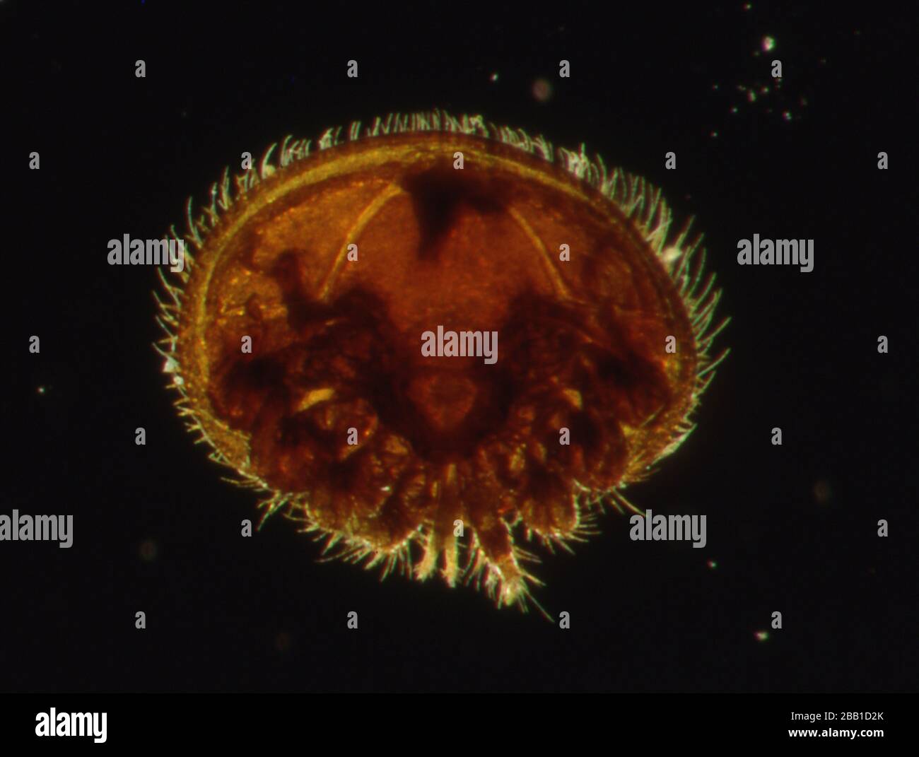 Varroa bee mite under the microscope Stock Photo - Alamy