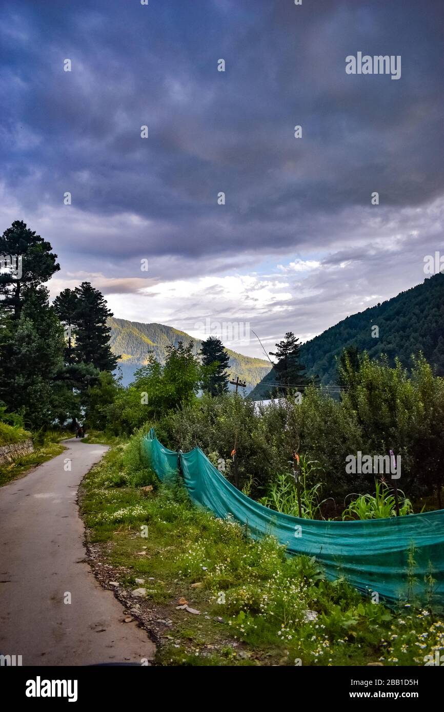 Beautiful view of clouded sky with lush green pine and walnut trees at ...