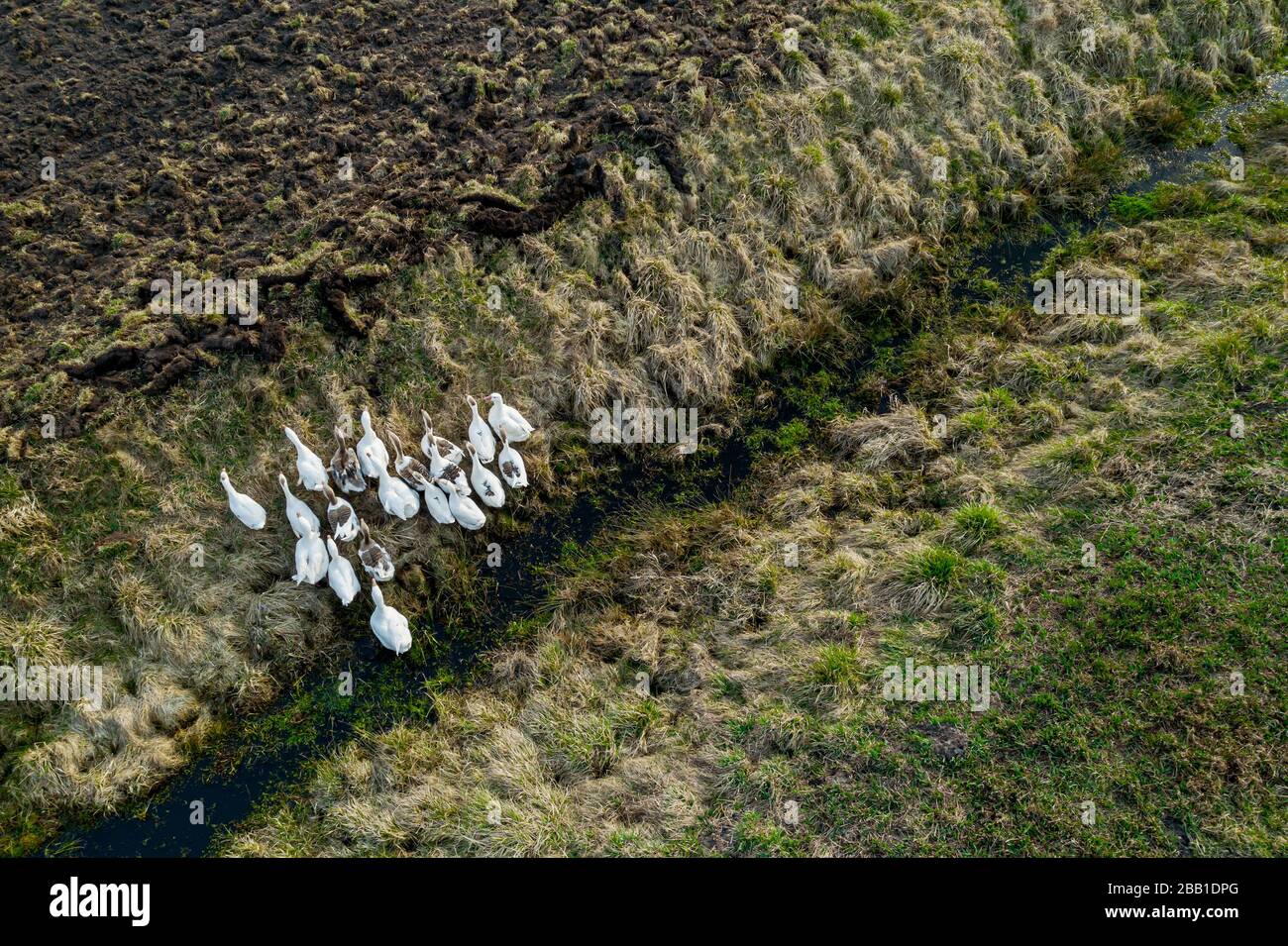 flock of domestic geese top view Stock Photo - Alamy
