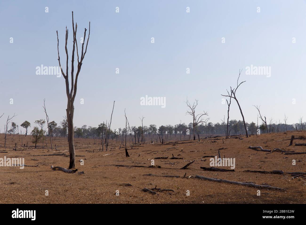 Clearing of once forested ground to make way for pasture grasses to ...