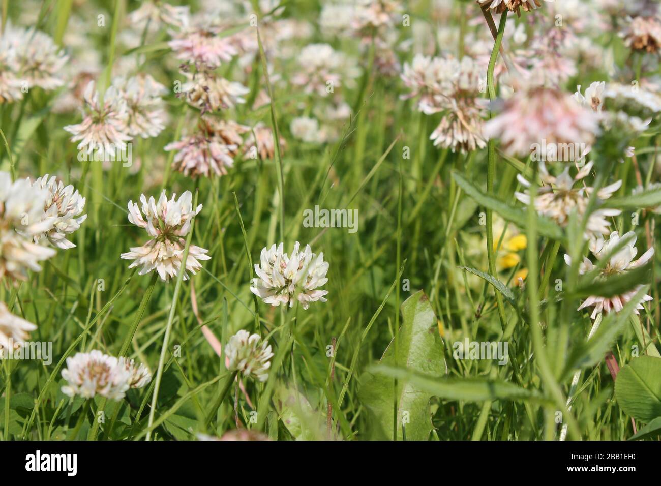 Dutch white clover lawn in the meadow. Ladino clover growing on the ...