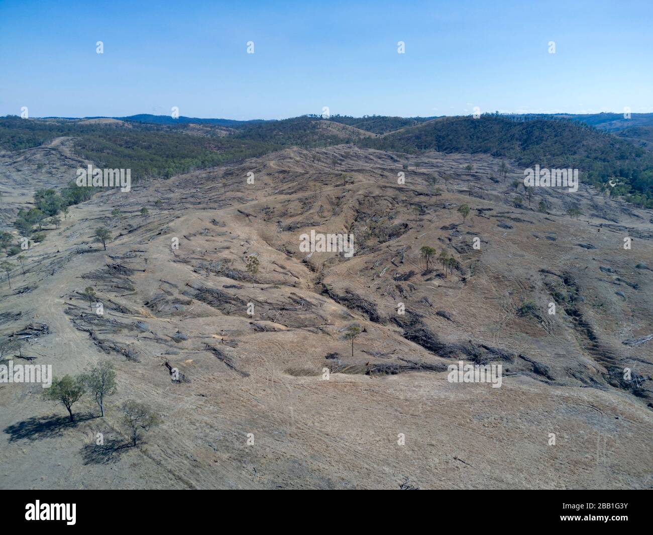 Land clearing of trees to allow grass for grazing cattle in the Mount ...