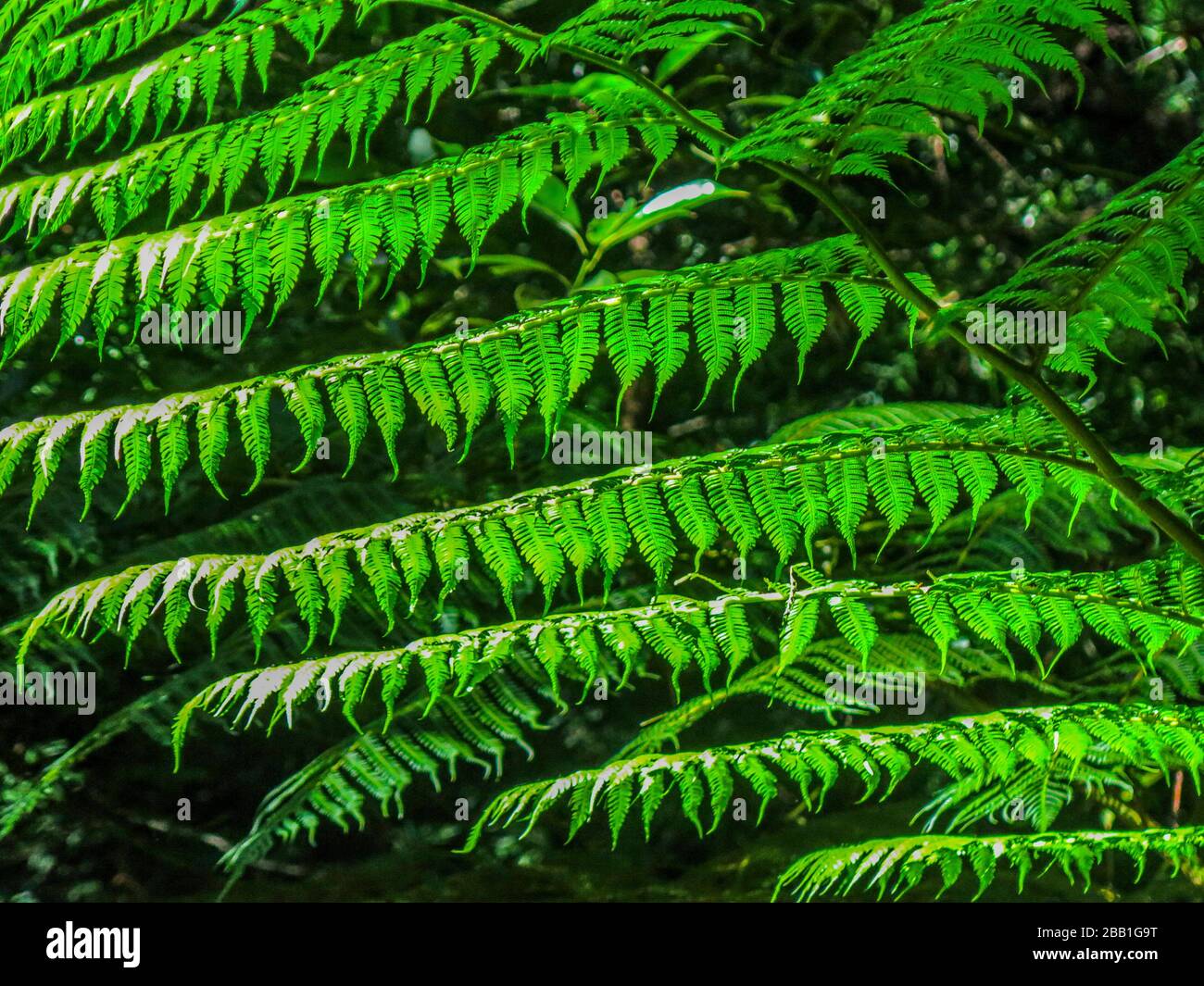 Fern seed hi-res stock photography and images - Alamy