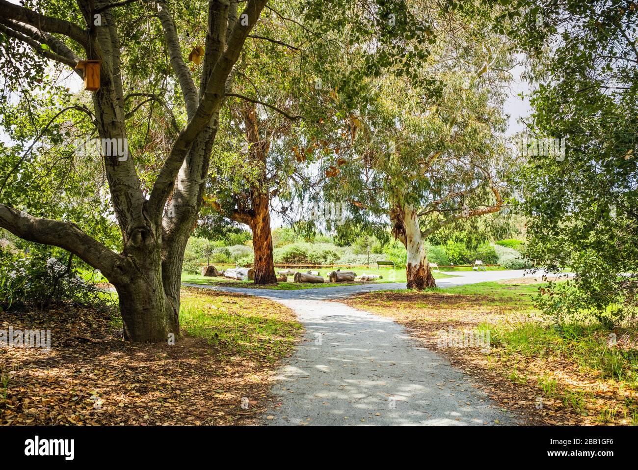 Walking path lined up with oak and eucalyptus trees in a public park in ...