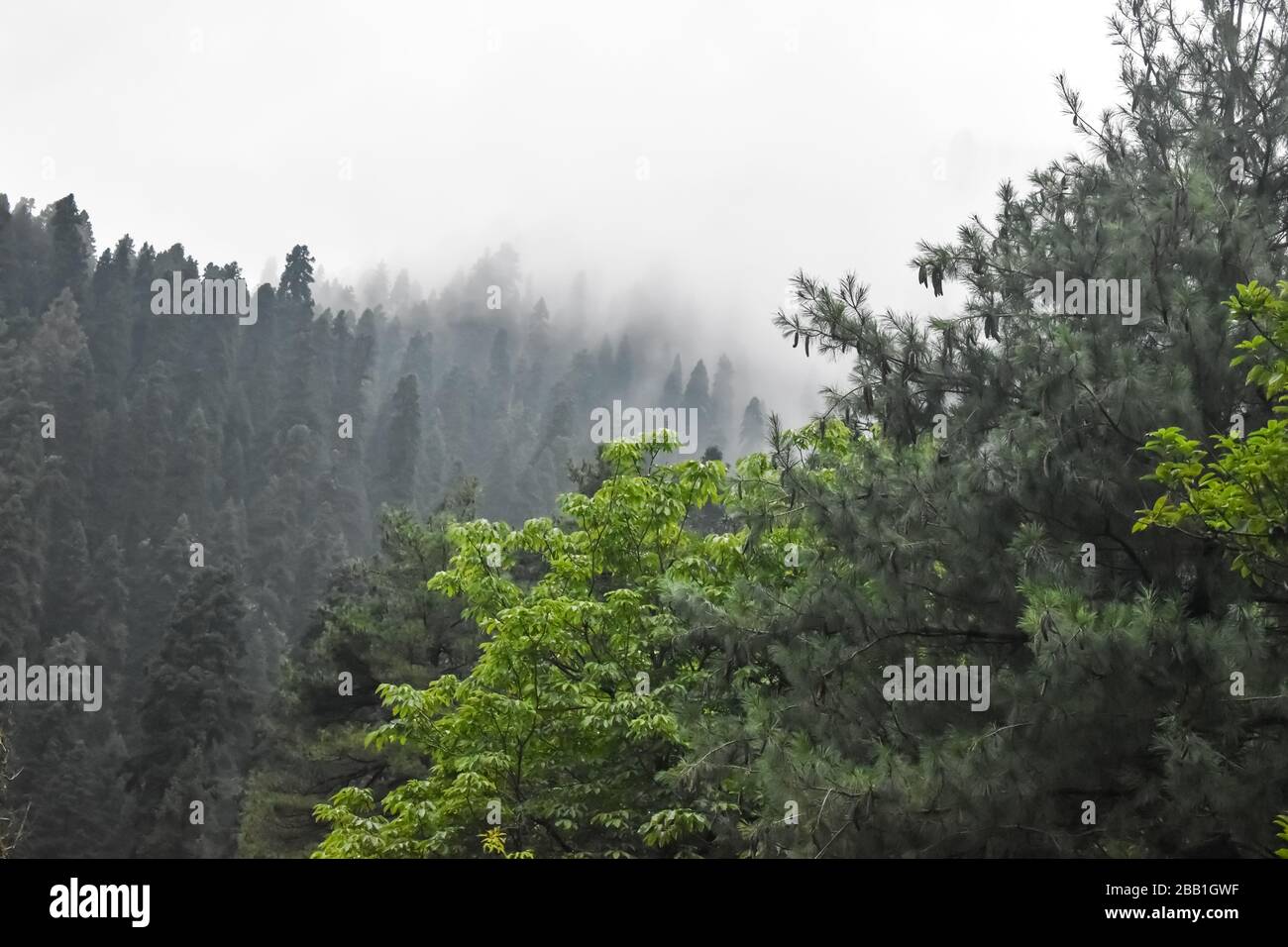 Beautiful view of clouded sky with lush green pine and walnut trees at ...