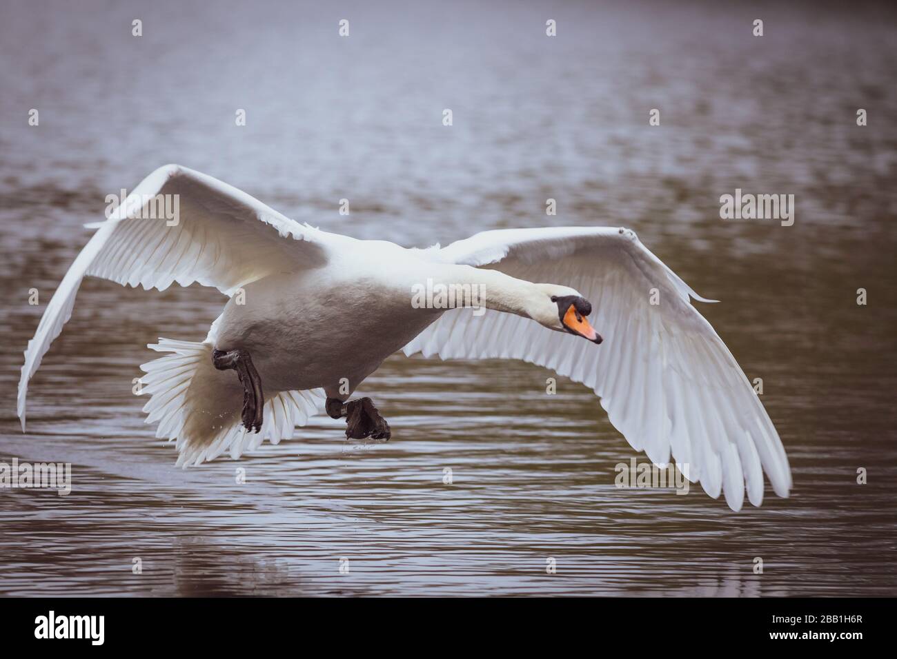 Image of single beautiful flying white swan cygnus bird Stock Photo - Alamy