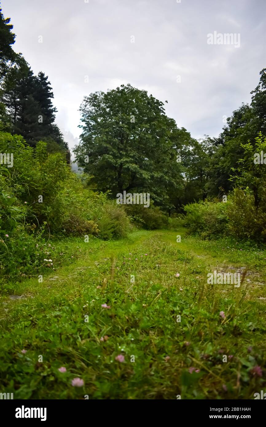 Beautiful view of clouded sky with lush green pine and walnut trees at ...