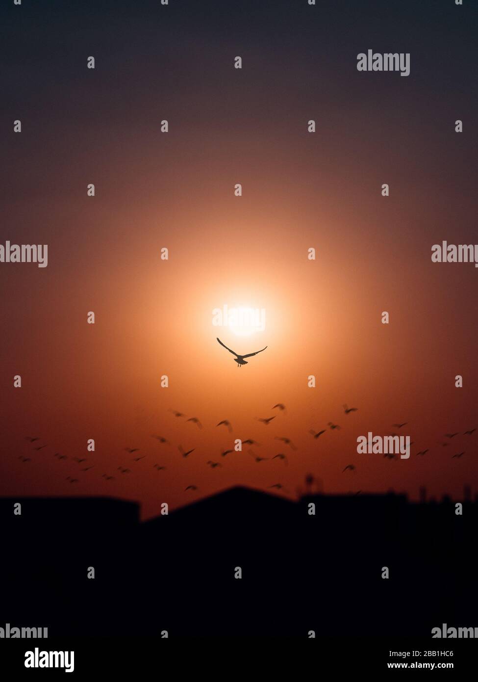 I know that birds fly in different directions, I hope to see you again ...