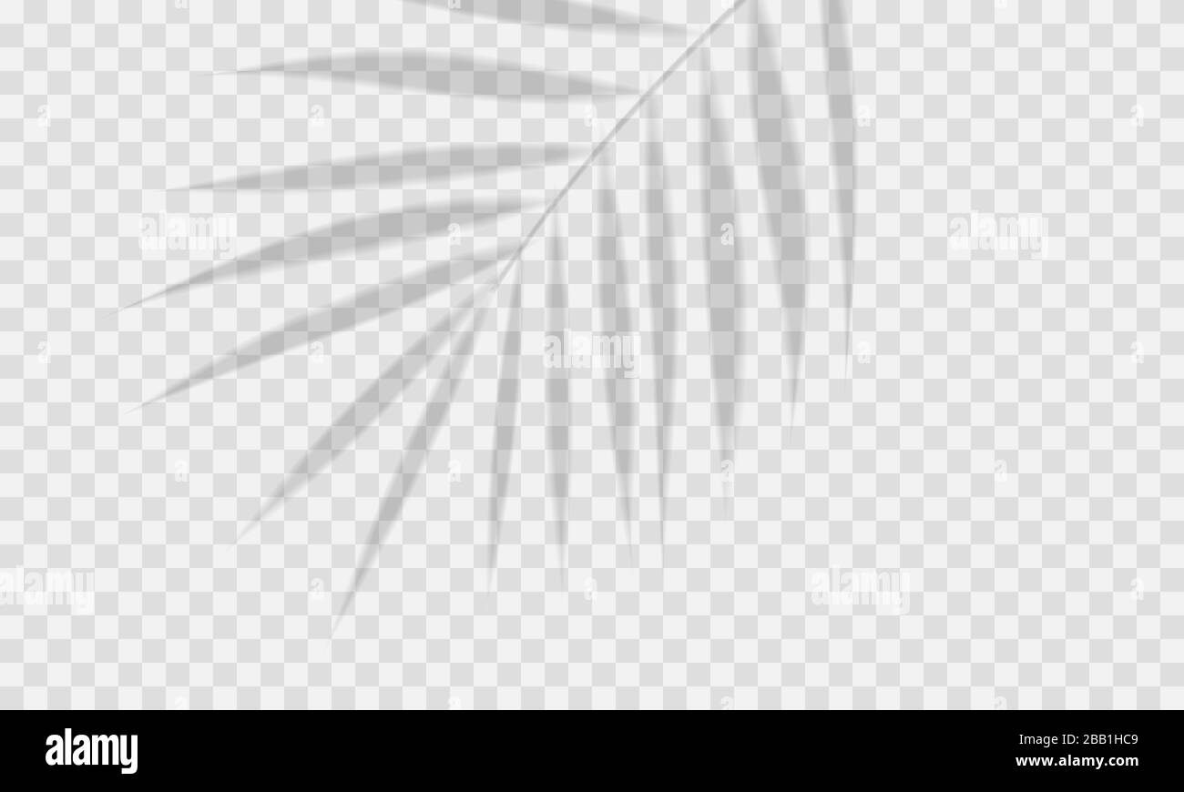 Shadow from leaves Black and White Stock Photos & Images - Alamy