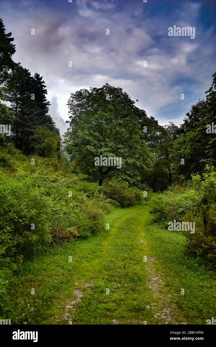 Beautiful view of clouded sky with lush green pine and walnut trees at ...