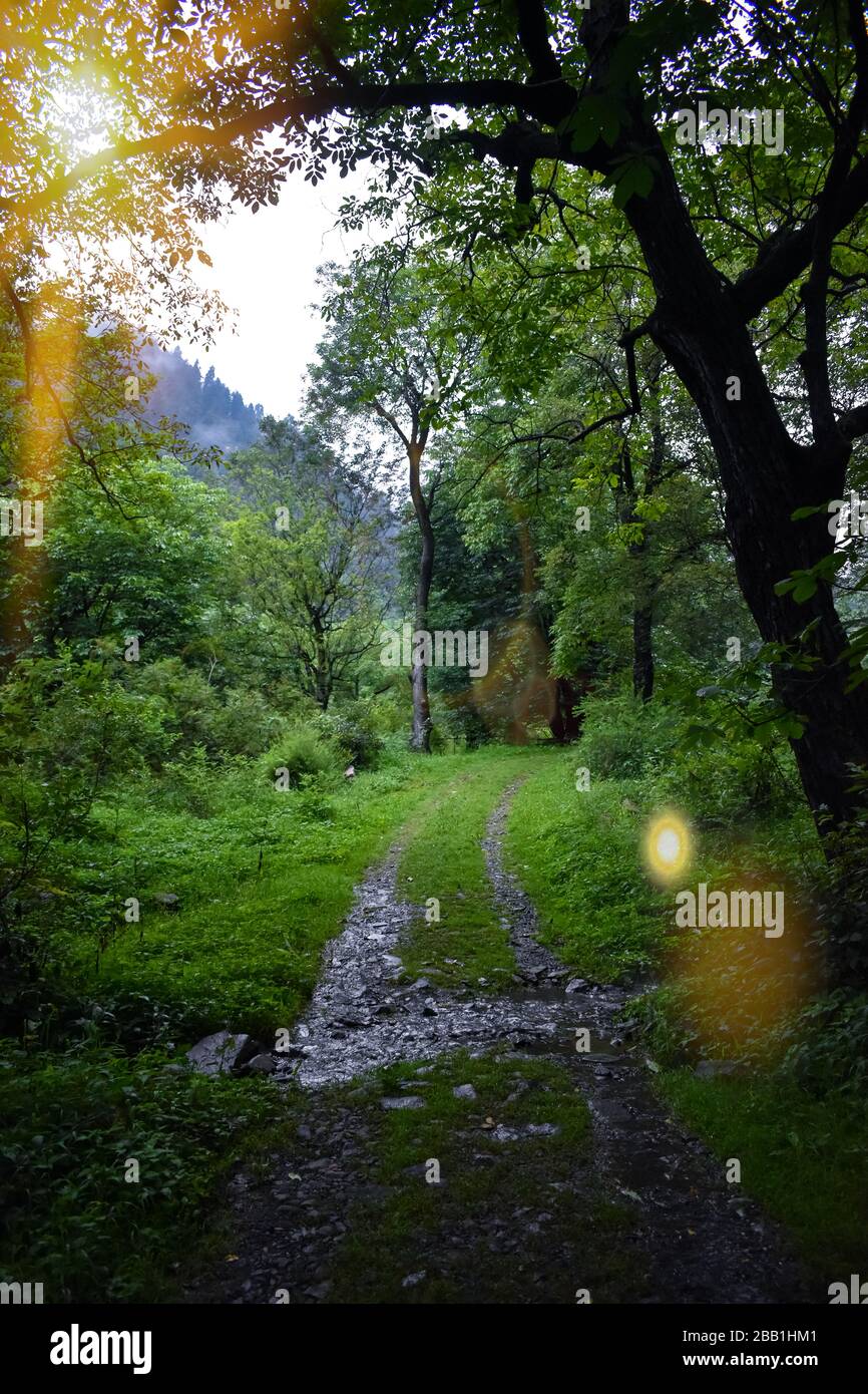 Beautiful view of clouded sky with lush green pine and walnut trees at ...