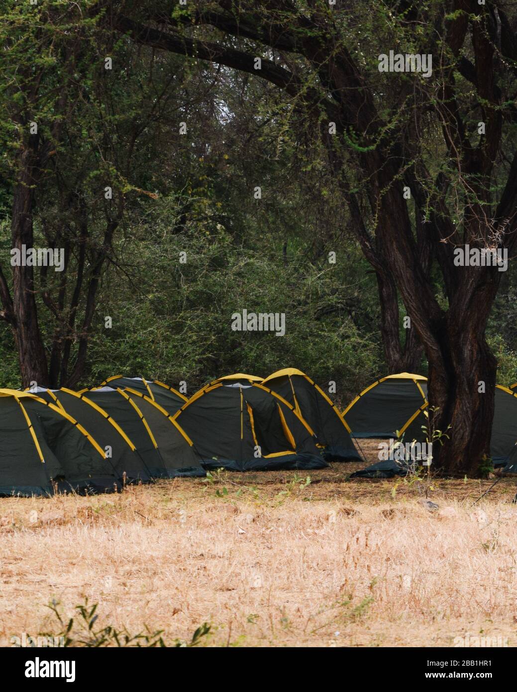 Camping in the forest. Meru National Park, Tanzania Stock Photo - Alamy