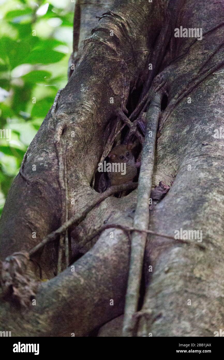 A tarsius monkey at Tangkoko park, Indonesia Stock Photo - Alamy