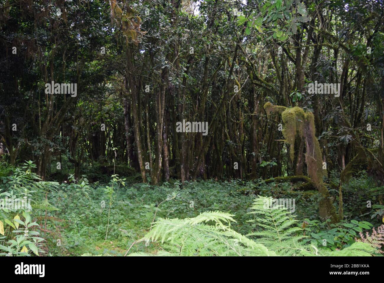 Trees in the forest in the Aberdare Ranges, Kenya Stock Photo - Alamy