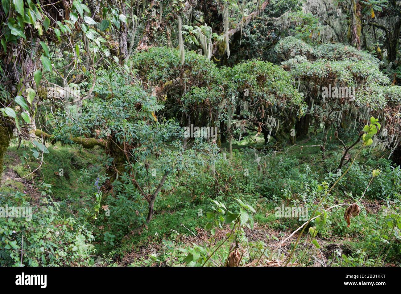 Kenya rainforest aerial hi-res stock photography and images - Alamy