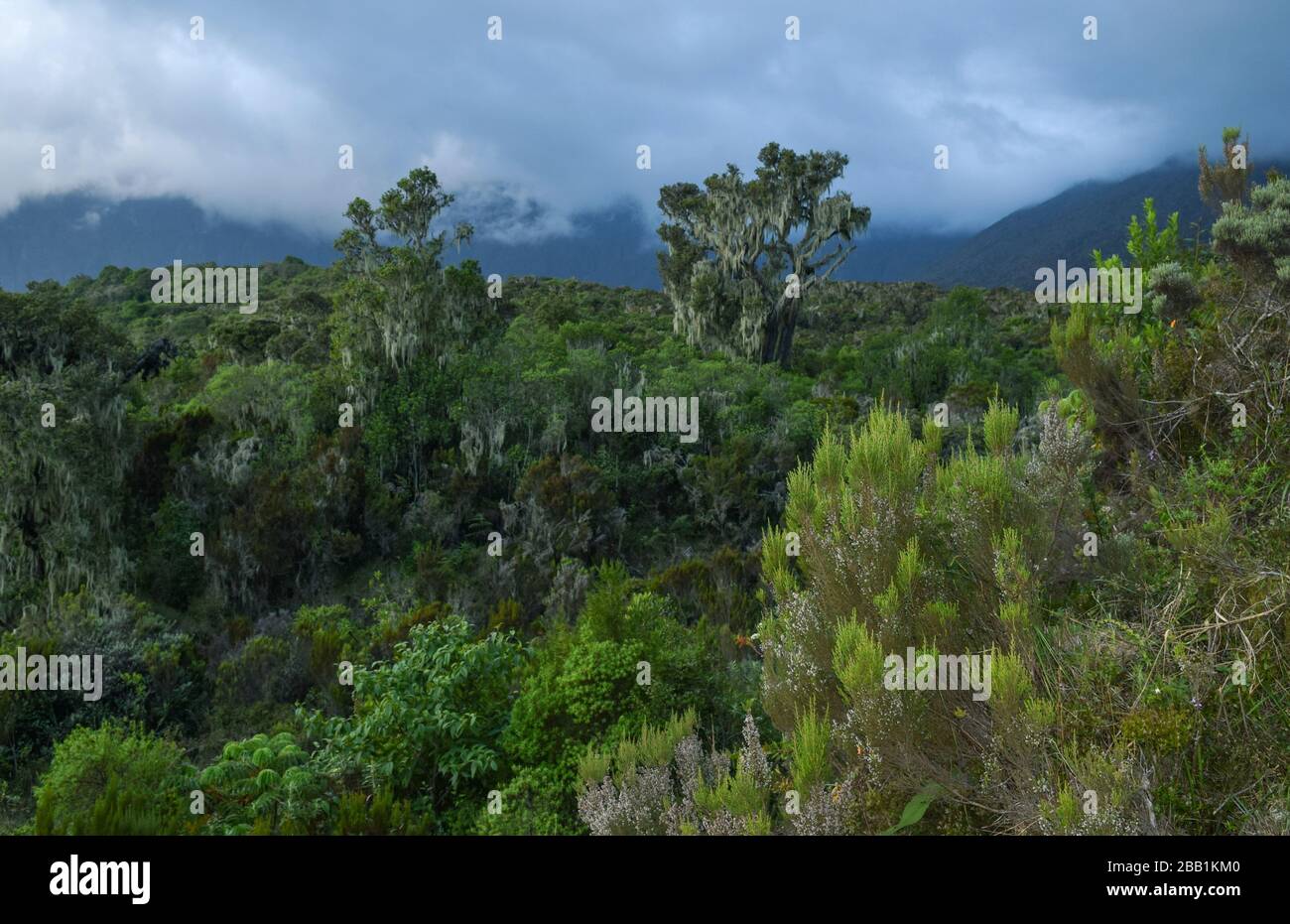Trees in the forest in the Aberdare Ranges, Kenya Stock Photo - Alamy