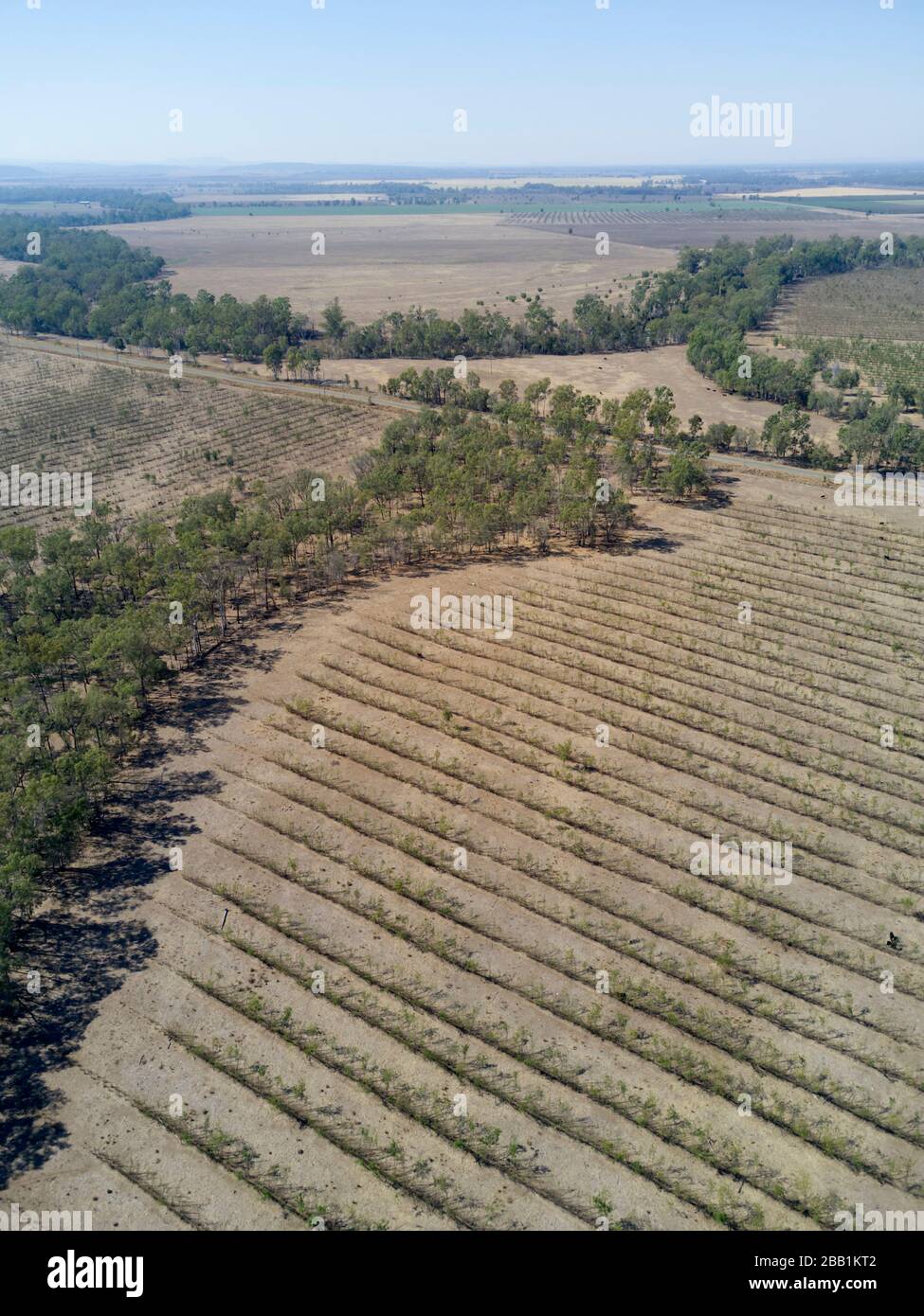 Aerial of paddock with vertical hedging feeding of cattle near Goovigen ...