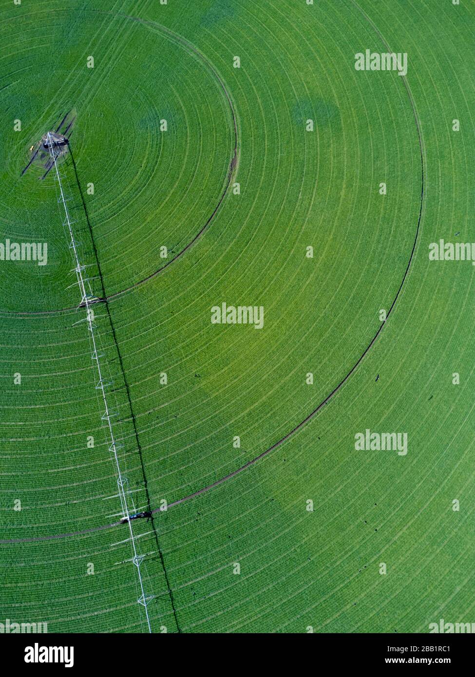 Aerial of centre pivot irrigation system in use growing lucerne for ...