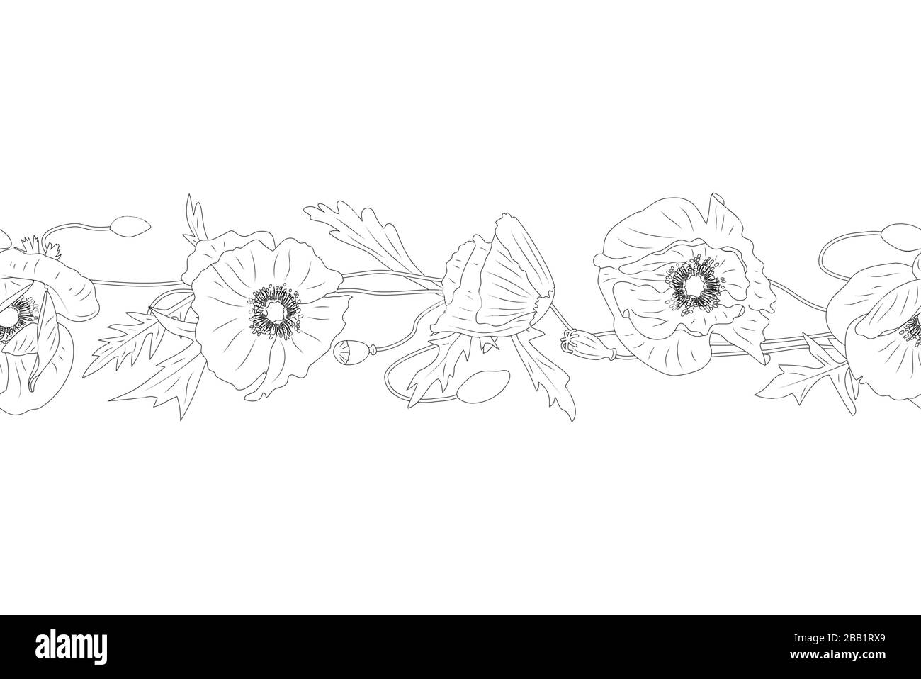 Monochrome Seamless brush with hand drawn poppy flowers. Isolated on ...