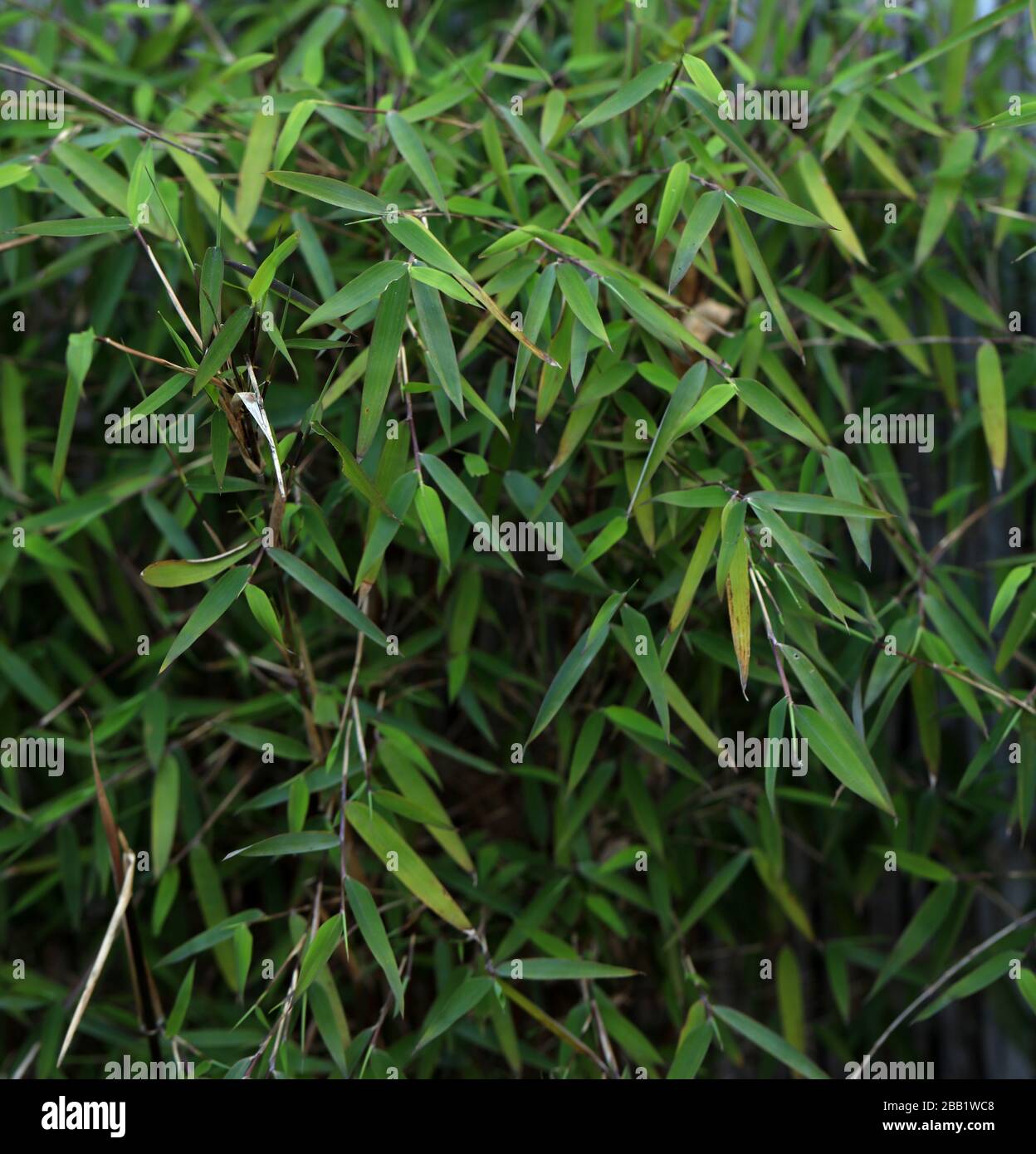 Spiritual bamboo leaves hi-res stock photography and images - Alamy