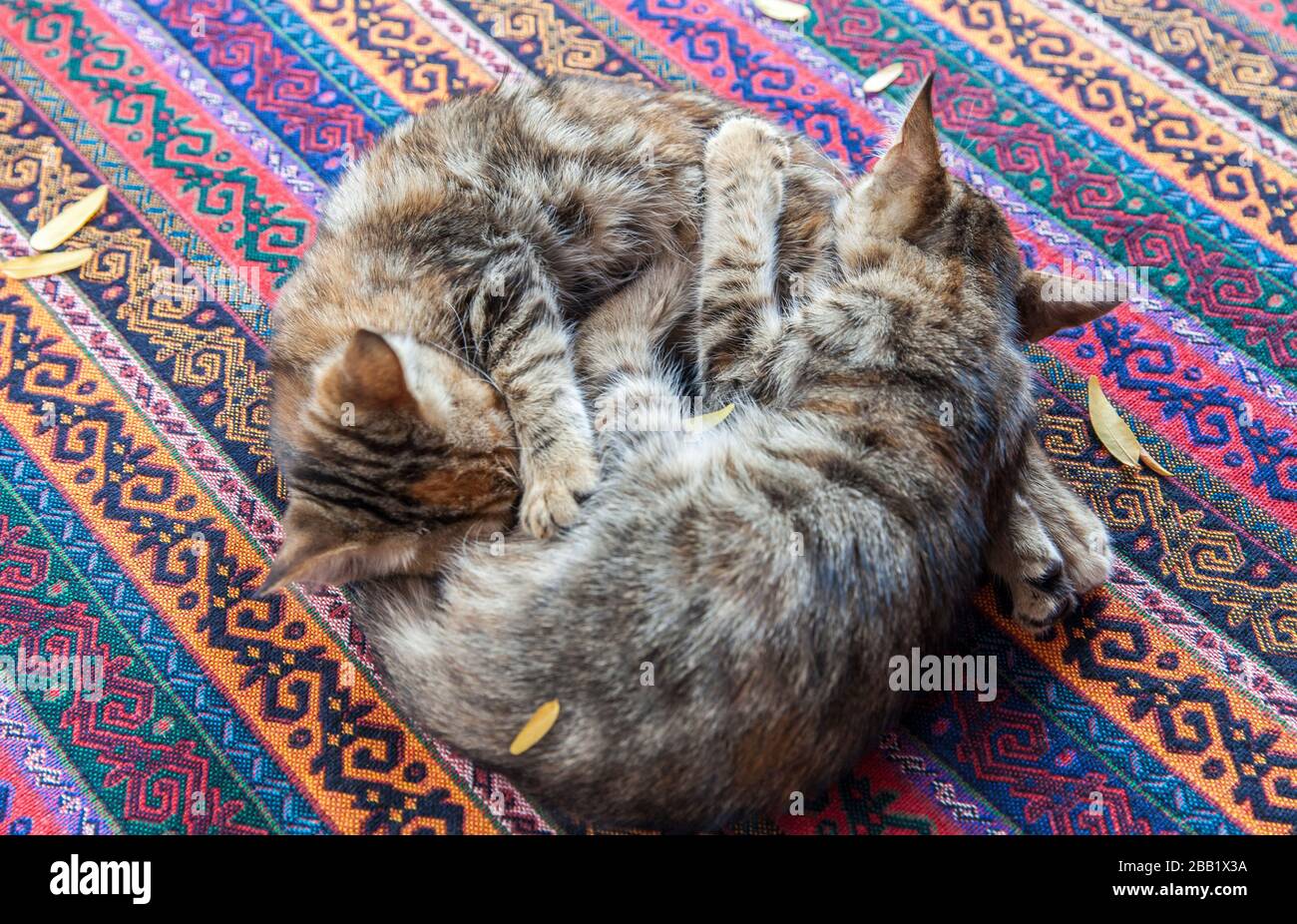 Two sleeping kittens Stock Photo - Alamy