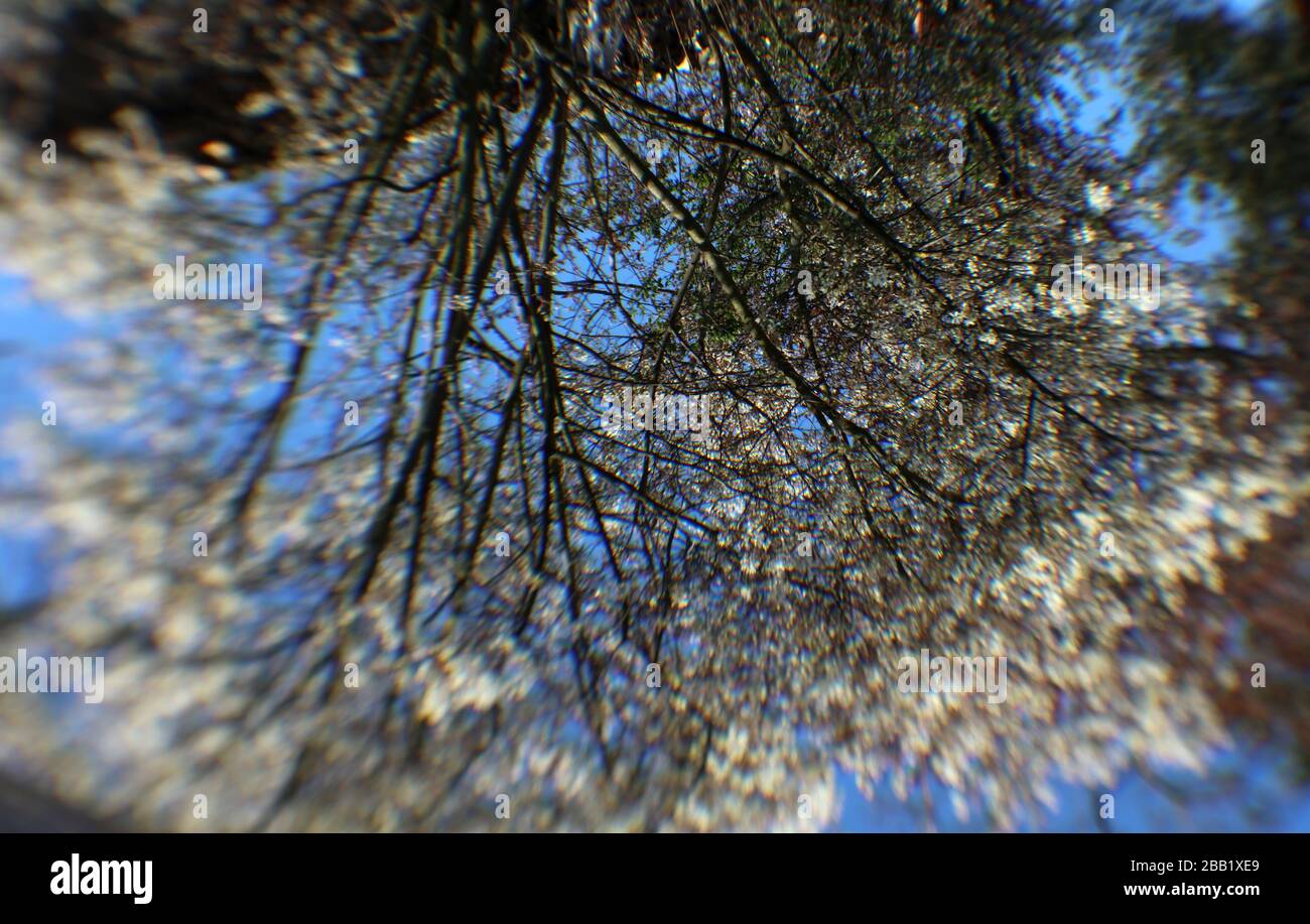 Rock pear tree hi-res stock photography and images - Alamy