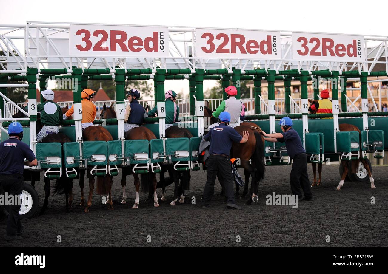 The horses are helped into the starting stalls before a race Stock ...