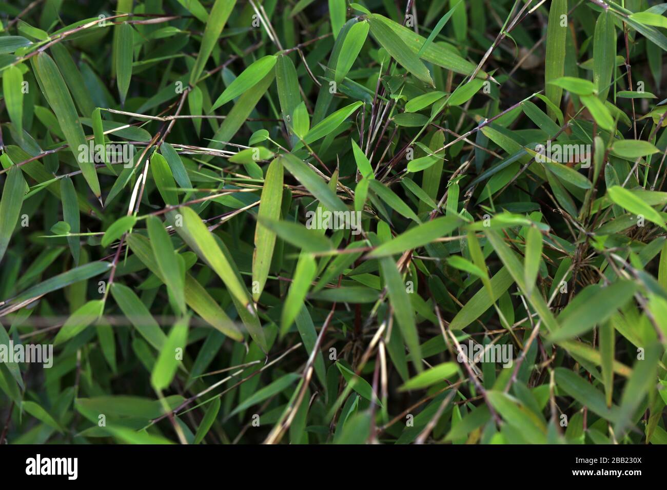 Bamboo Angel High Resolution Stock Photography and Images - Alamy