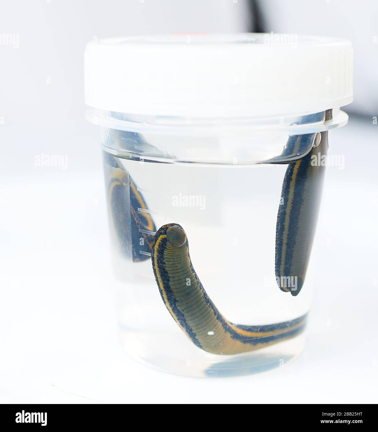 Hirudotherapy procedure, hirudotherapy, leeches as therapy, prevention ...