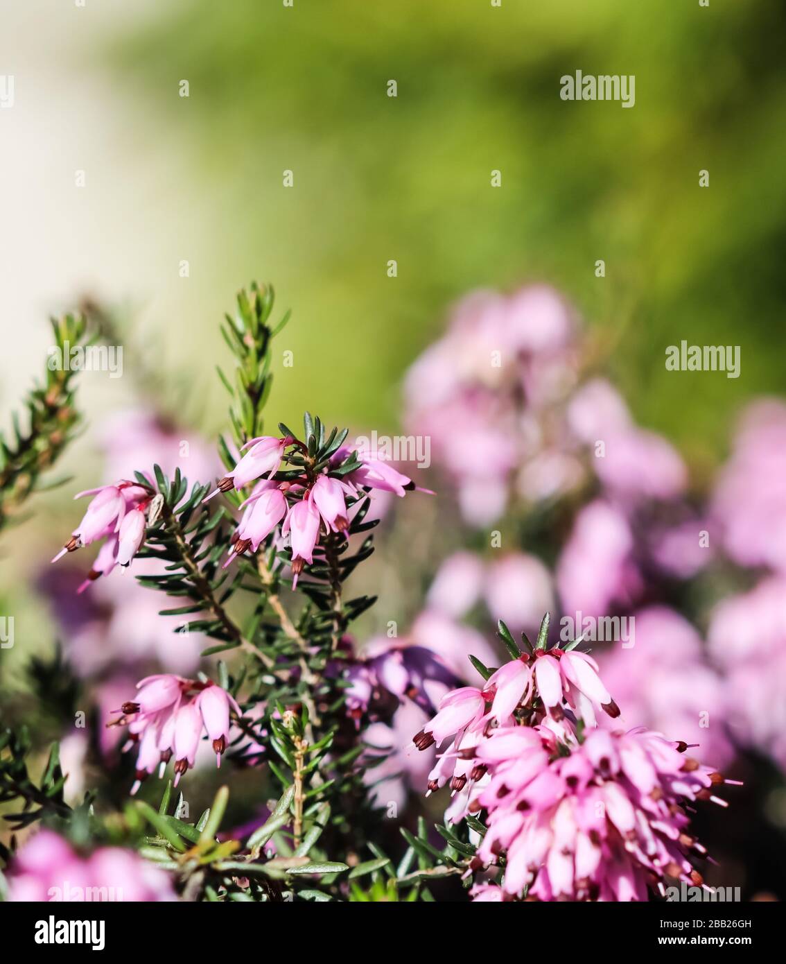 Pink Erica carnea flowers (winter Heath) in the garden in early spring ...