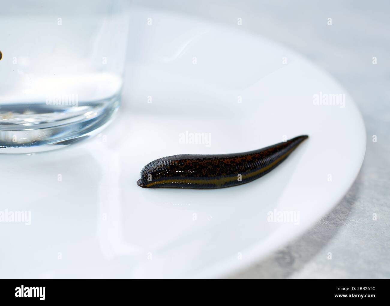 Hirudotherapy procedure, hirudotherapy, leeches as therapy, prevention ...