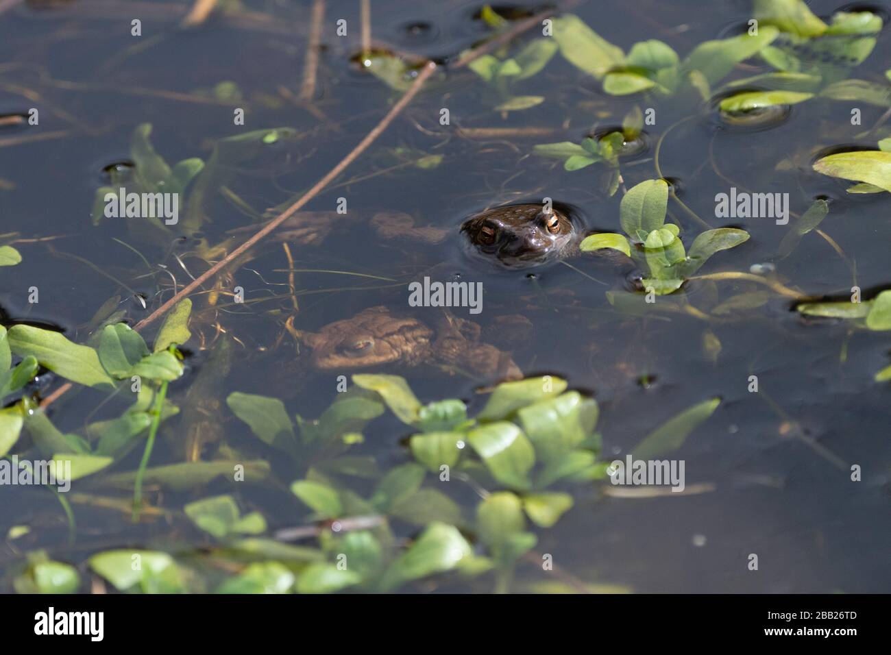 Common Toad (Bufo bufo) gathering in breeding pool, in Spring, Dumfries ...