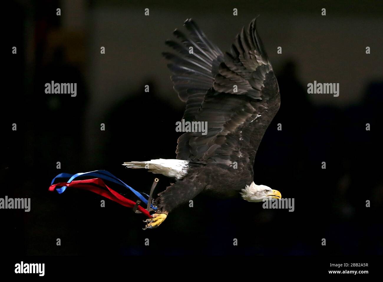 Crystal Palace mascot Kayla the Eagle prior to kick-off Stock Photo - Alamy