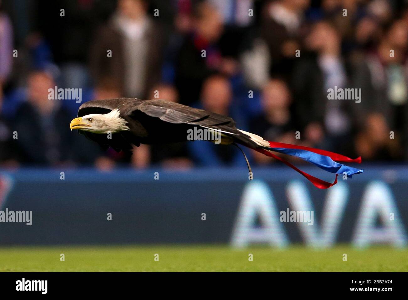 Crystal Palace mascot Kayla the Eagle prior to kick-off Stock Photo - Alamy