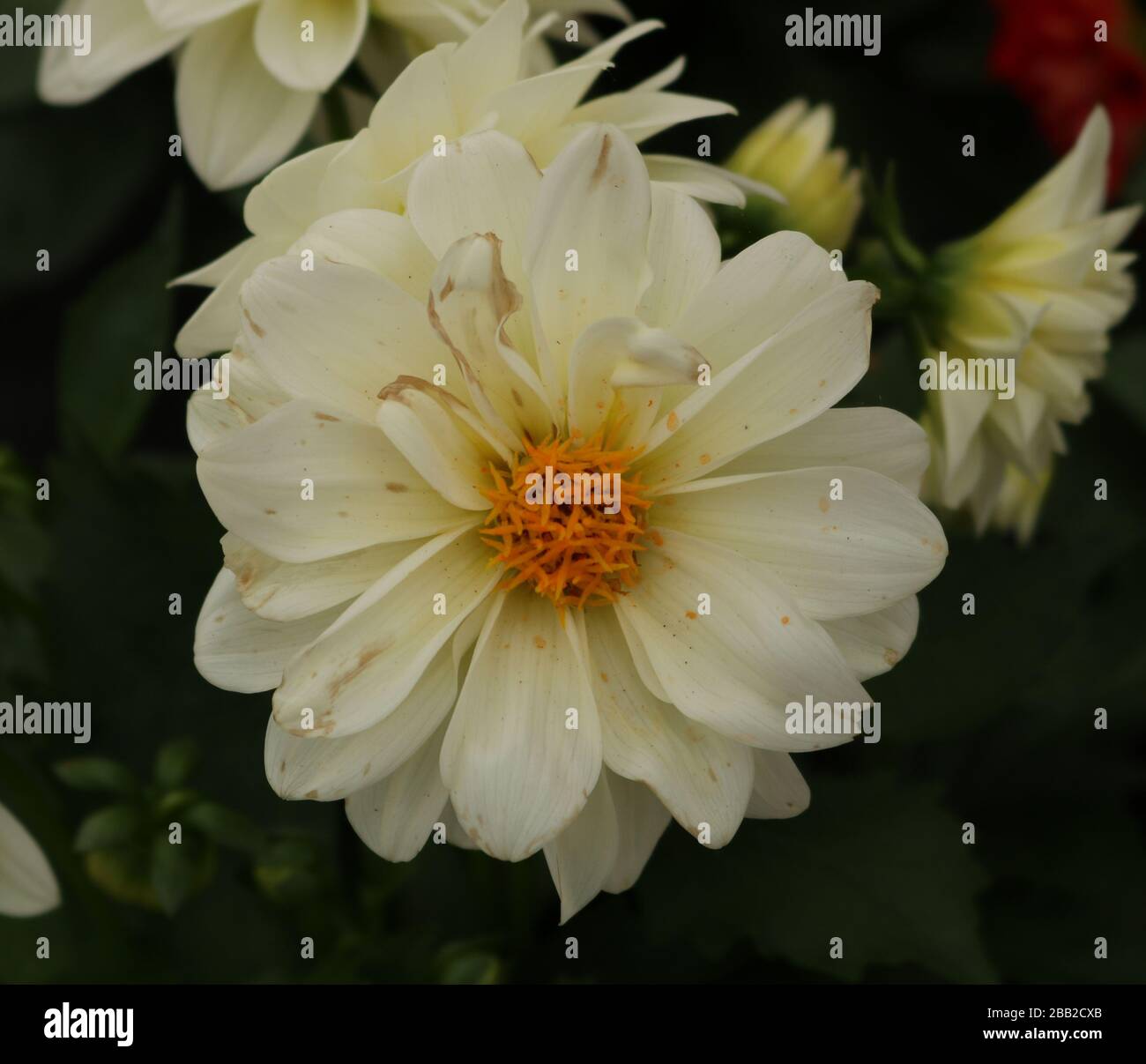 Bloom nature fleur hi-res stock photography and images - Alamy