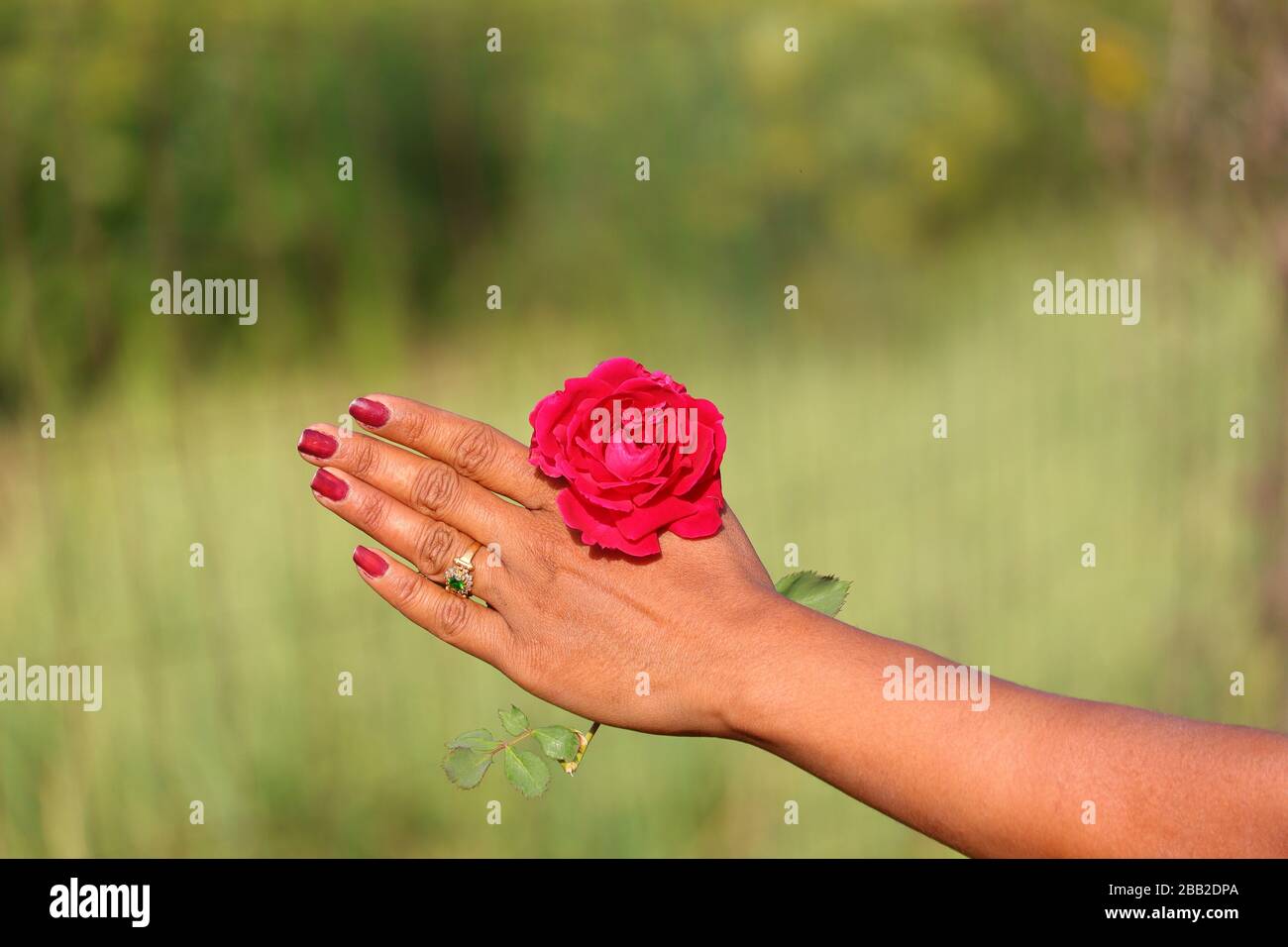 red rose holding on female hand with red nails polished on her fingers ...