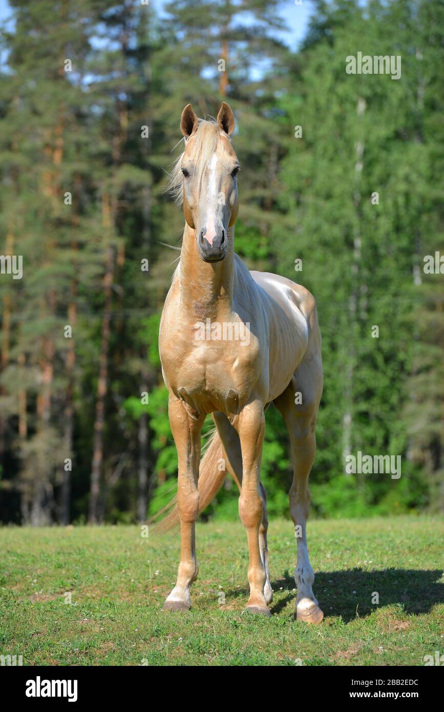Palomino Akhal Teke
