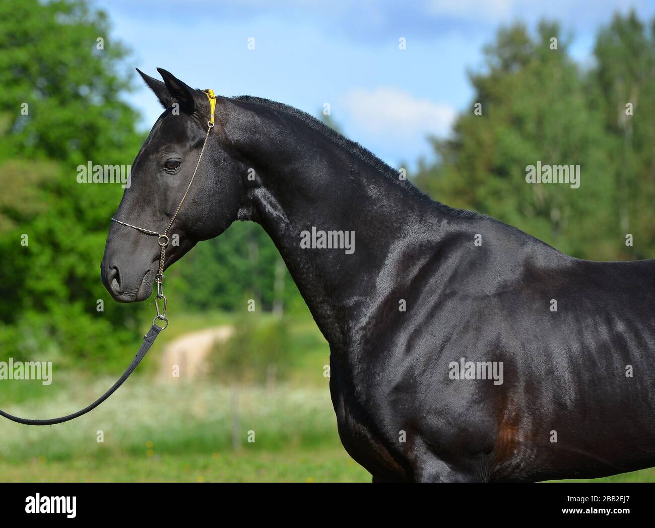 Black Akhal Teke Mae