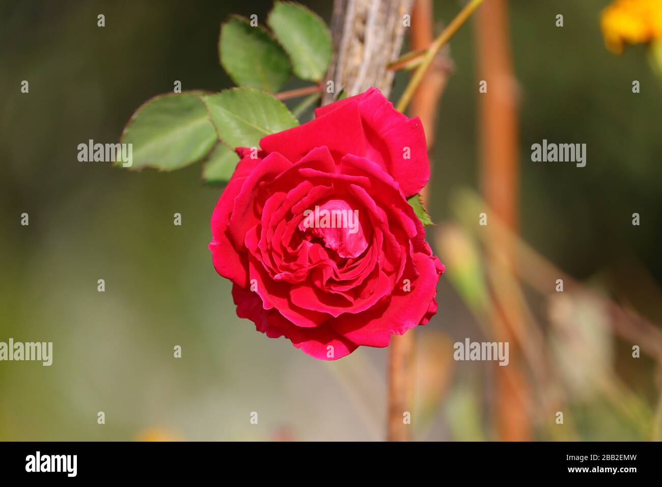 A red rose flower hanging on plant with natural condition and blurry ...