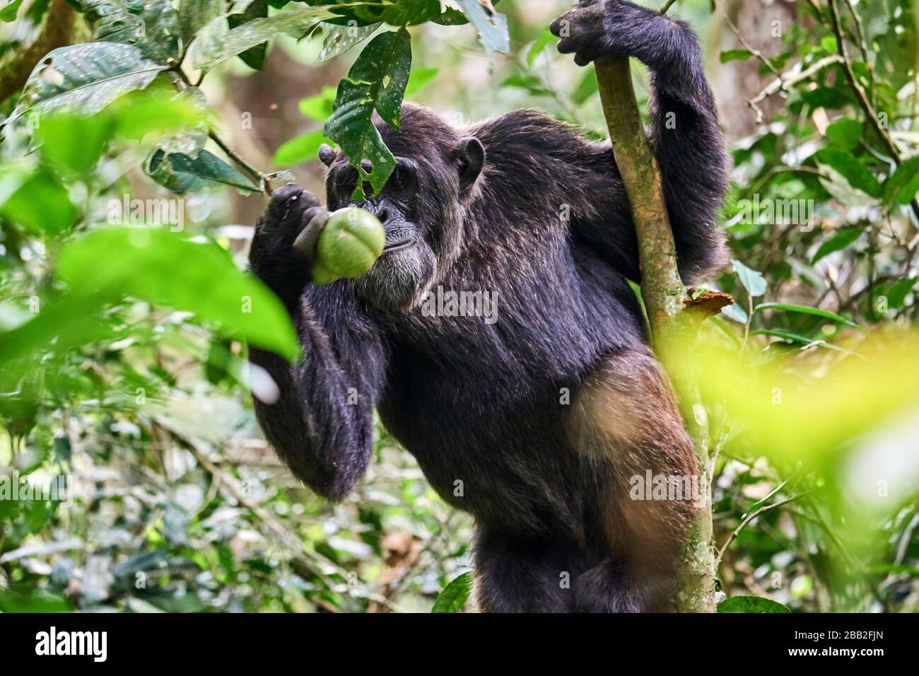Common chimpanzee eating hi-res stock photography and images - Alamy