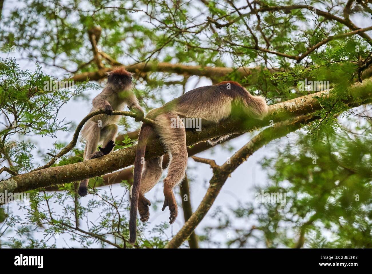 Piliocolobus tephrosceles hi-res stock photography and images - Alamy