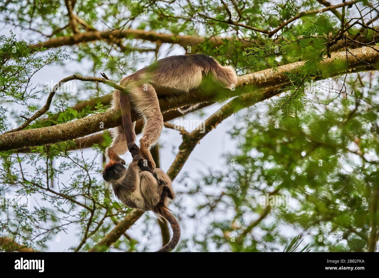 Baby red colobus monkey hi-res stock photography and images - Alamy