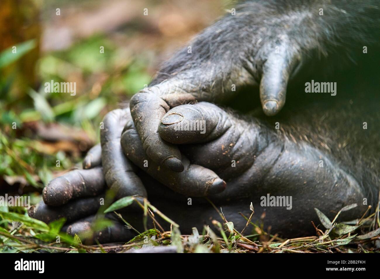 Hand and foot of chimpanzee (Pan troglodytes schweinfurthii). Kibale ...