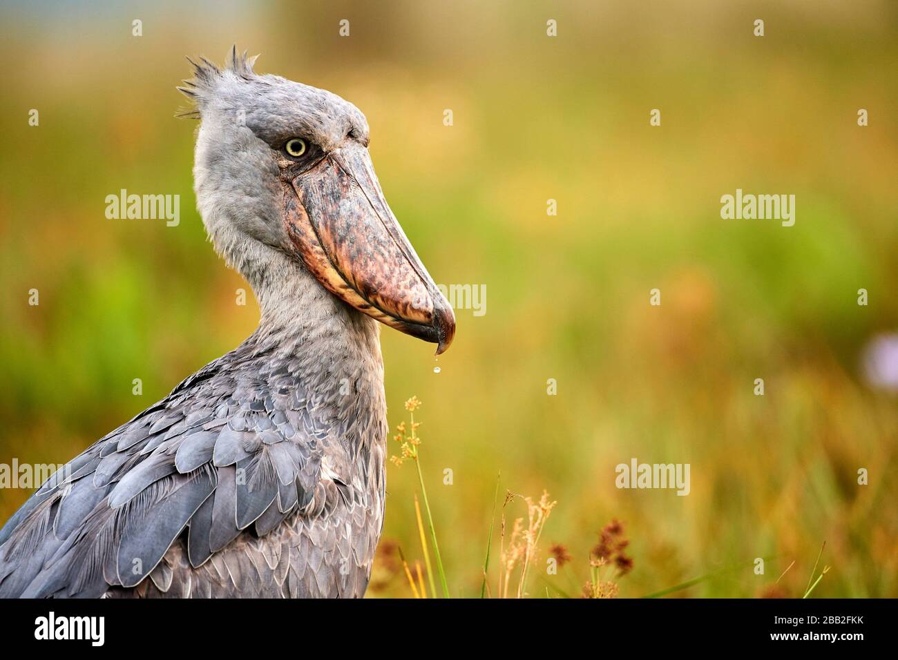Shoebill stork hi-res stock photography and images - Alamy